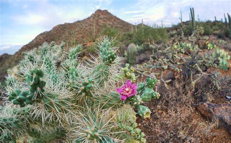 Sonoran Desert Cacti Desert Cactus Sonoran Desert Cactus