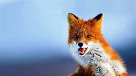 [100 ] Cute Fox Backgrounds