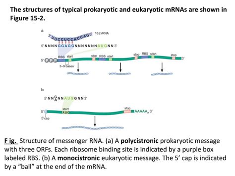 Molecular Basis Of Life Structures And Function Of Dna And Rna Pptx