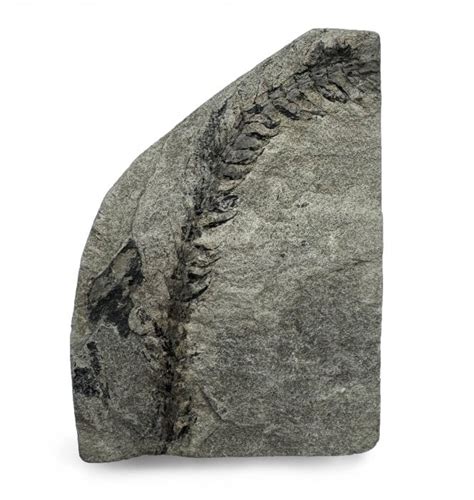 Fossils For Sale Fossils Carboniferous Fossil Plant From France Sphenophyllum