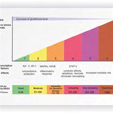 Relative Sizes Of Inhaled Particle Patterns Of Their Airway Deposition Download Scientific