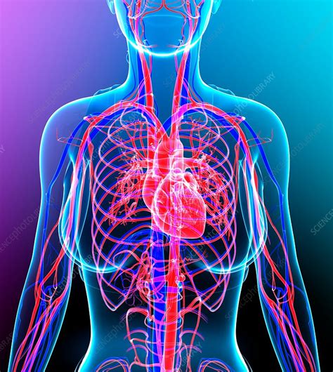 Female Cardiovascular System Illustration Stock Image F018 0804