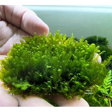 มอสขนนกจิ๋ว มอสตกแต่งขอนไม้ แต่งตู้ปลา ตู้ไม้น้ำ พันตะแกรง แผ่นละ 100