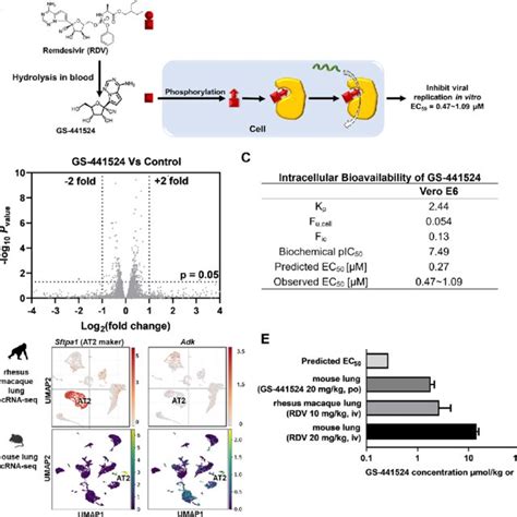 Predicting The Antiviral Activity Of Gs 441524 By The Corresponding Download Scientific Diagram