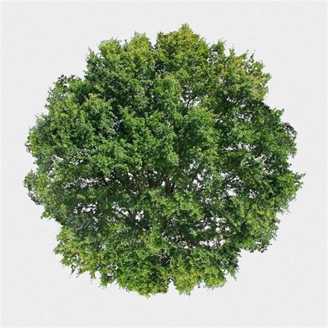 Download Premium Psd Image Of Green Tree Top View Isolated On White Nature Design Psd By
