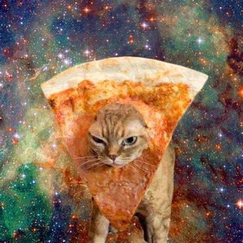 Galaxy Cat So Funny Haha Its Face Space Cat Crazy Cats Pizza Cat