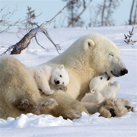 Polar Bear Moms Are Awesome Artofit