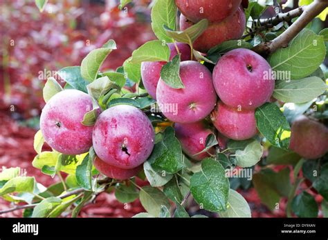 Red Apple Tree Hi Res Stock Photography And Images Alamy