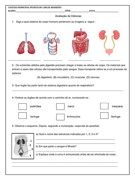 8º Ano Sistema Digestorio Recuperação Automática Pdf