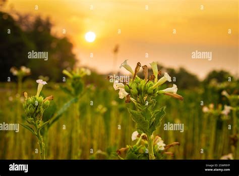 Tobacco Is A Field Crop Like Corn Cassava Tobacco Is A Plant With A