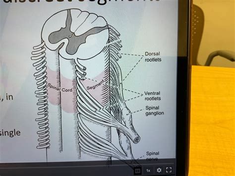 Nervous System Part Ii Roots Rami And Plexuses Flashcards Quizlet
