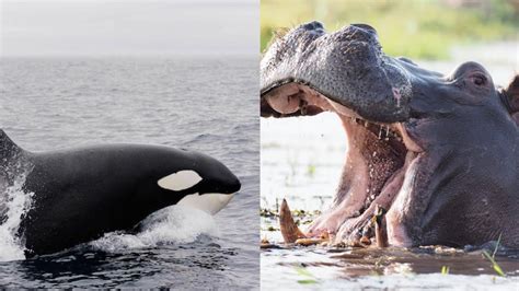 Killer Whale Vs Hippo Youtube