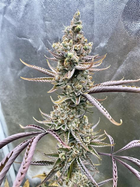 Worms Dying Added Worms A Few Days Ago And Just Checked My Pot After Work And Noticed A Few