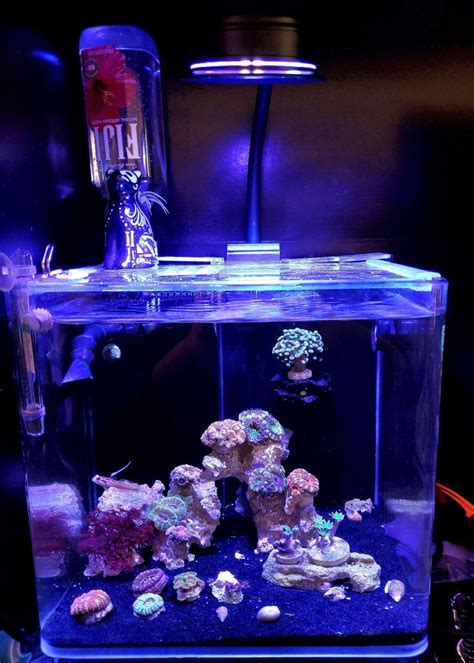 Nano Build Pico Pico The 3 Gallon Experiment Page 2 Reef2reef