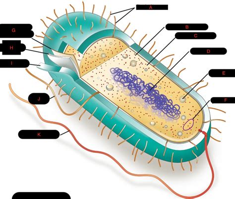 Prokaryotic Cell Diagram Quizlet