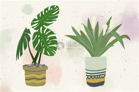 北欧风格手绘植物插画插画图片下载 正版图片400223961 摄图网