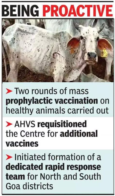 Goa Govt Takes Measures To Mitigate Lumpy Skin Disease In Cattle Goa News Times Of India