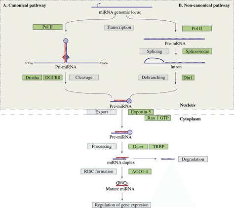 Overview Of Mirna Biogenesis A Canonical Pathway Long Primary