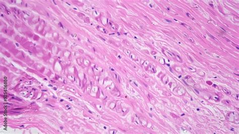 Simple Squamous Epithelium Sec Filmed Under Microscope With 400 Times Magnification Against