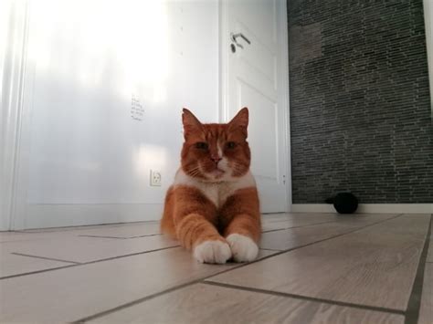 He Thinks Hes The Sphinx R Oneorangebraincell