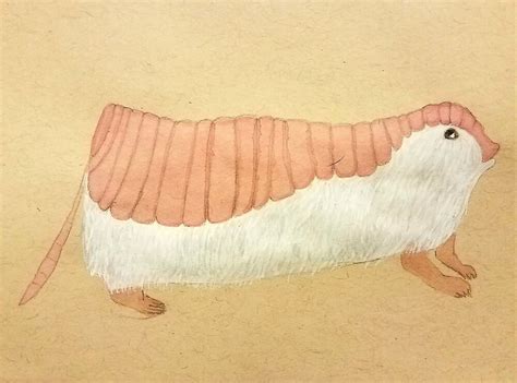 Pink Pixie Armadillo By Kay Lindsey Redbubble