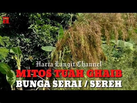 Temukan Manfaat Bunga Serai Yang Wajib Diketahui