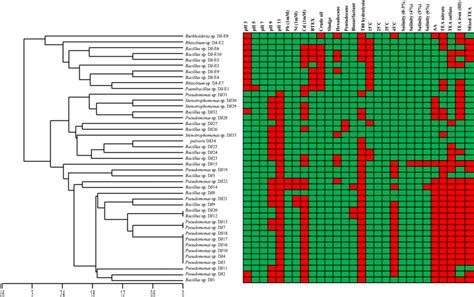 Upgma Analysis Of Physiological And Metabolic Properties Of Bacterial Download Scientific