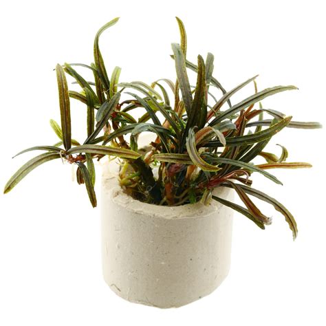 Bucephalandra Filiformis Aquasabi Aquascaping Shop