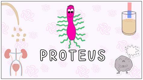Proteus Mirabilis And Urinary Tract Infections