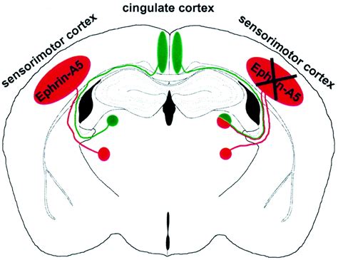 Miswiring Of Limbic Thalamocortical Projections In The Absence Of Ephrin A5 Journal Of