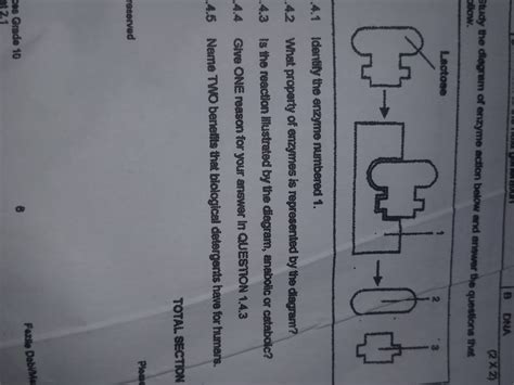 Study The Diagram Of Enzyme Action Below And Anewer The Questions Thet Al