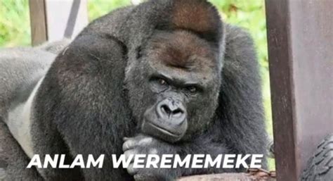 Koko The Legendary Sign Language Gorilla Had A Nipple Fetish Artofit