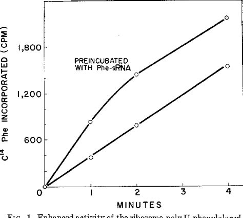 Figure 1 From The Initial Phase In The Polyuridylic Acid Directed Polymerization Of