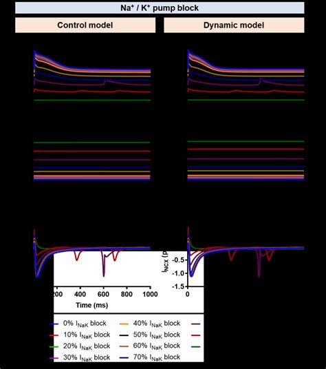 8 Calcium Handling Properties Of Control And Dynamic Models Under Nka