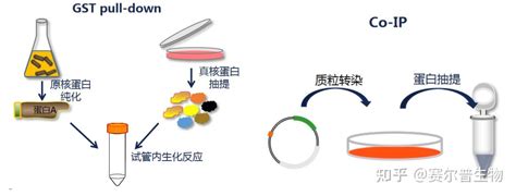 可验证蛋白 蛋白相互作用GST pull down实验流程与结果解读 知乎