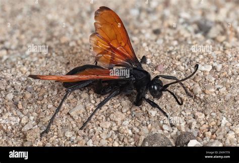 A Tarantula Hawk Is A Spider Wasp Pompilidae That Preys On Tarantulas
