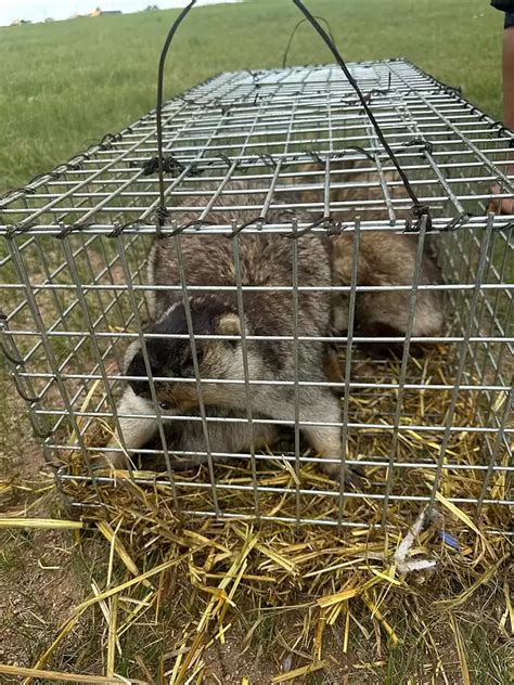 Тарвага сэргээн нутагшуулах ажил амжилттай үргэлжилж байна Wwf