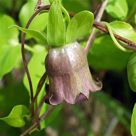 Кодонопсис уссурийский (Codonopsis ussuriensis)