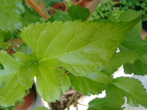 Leaf Mulberry Tree Green Serrated Edge Abnormally Shaped Downy On Underside Upper Surface