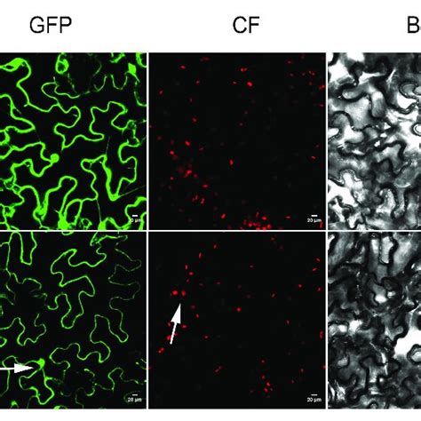 Subcellular Localization Analysis Of The Avcipk11 Protein Gfp Green