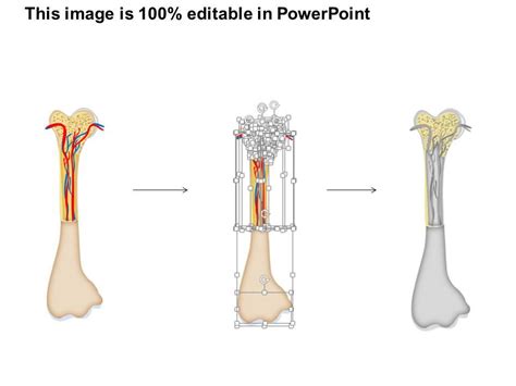 Top 10 Bone PowerPoint Presentation Templates In 2025