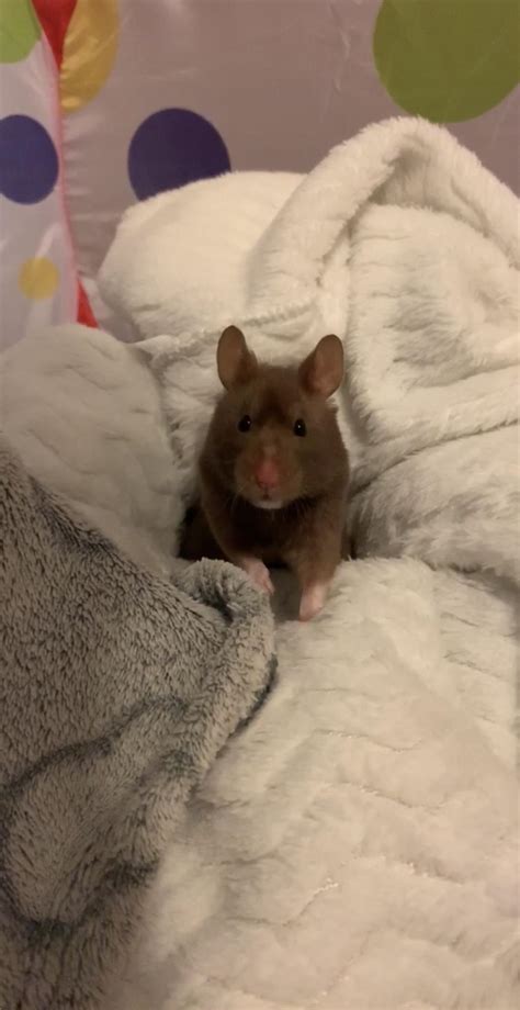 Shes Too Cute Rhamsters