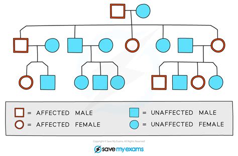 Patterns Of Inheritance And Sex Linkage Edexcel International A Level