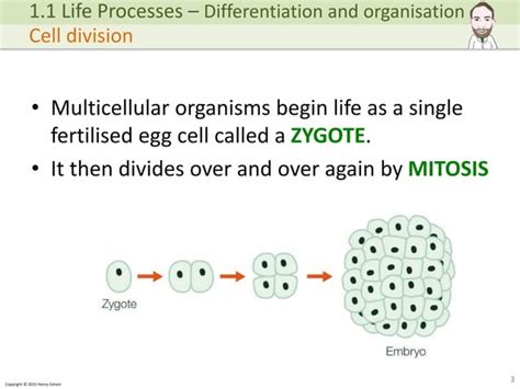Mr Exham Igcse Cell Differentiation And Organisation Pptx Biological Sciences Science