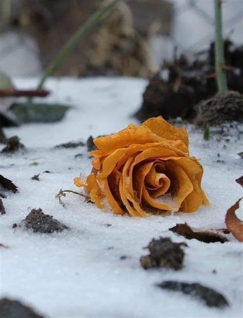 ორანჟერია არ ჩაიქნიო არასდროს ხელი ვიდრე ხარ… ვიდრე