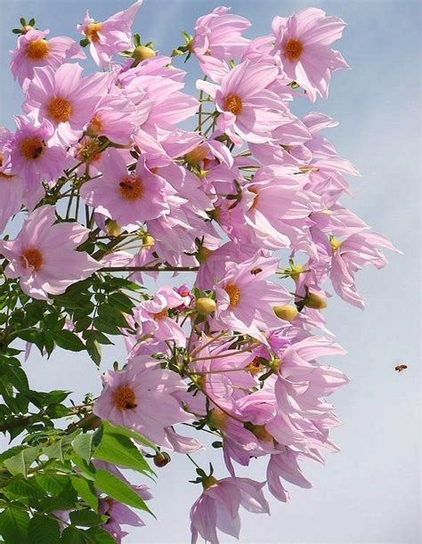 Dahlia Imperialis Todo Lo Que Debes Saber Sobre Esta Especie De Planta