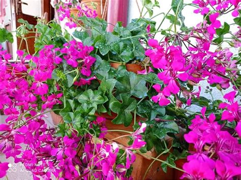 ამპელური ბალბა ყვავილები წალენჯიხაში Green Space Facebook