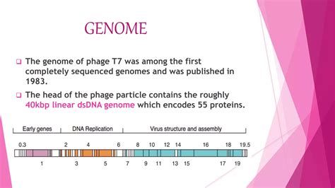 T7 Bacteriophage Pptx