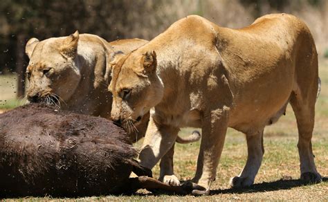 What Was Wrong With The Lions Of Tsavo Solved