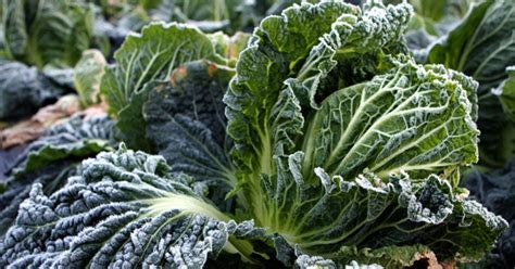 하얀 서리덮인 배추